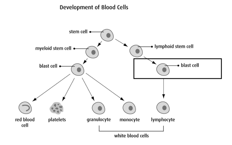 Acute Lymphoblastic Leukemia (ALL) - Leukemia / Bone Marrow Transplant ...